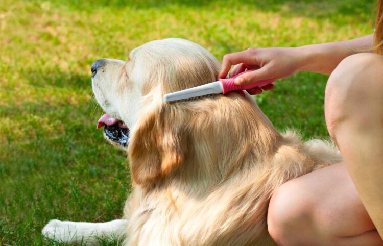 How To Groom A Dog With Long Hair Using A Brush - 2024 Guide - Hi Boox