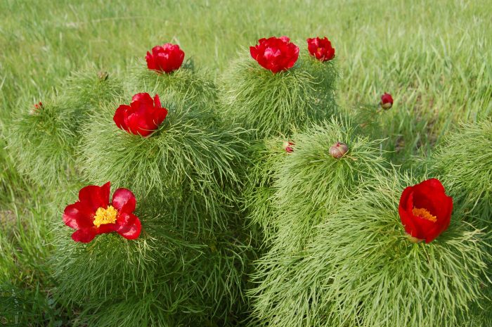 3 Most Popular Flowers in Russia - 2024 Edition - Hi Boox