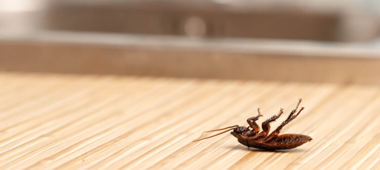 Having Trouble With Pests - Main Types And How To Prevent Infestations ...