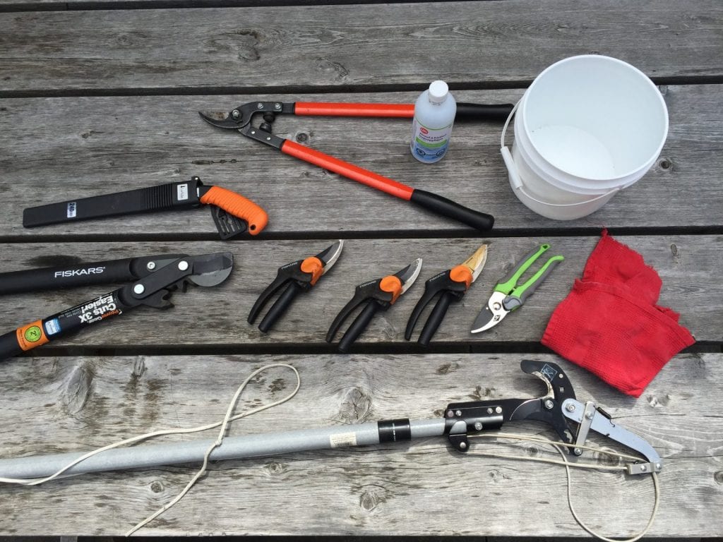 Homeowner's Guide to Tree Trimming - Hi Boox