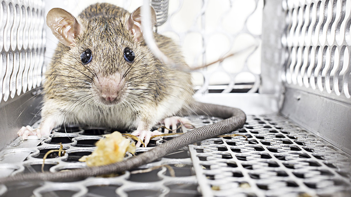 6 Tips for Rodent control in the Winter - Hi Boox