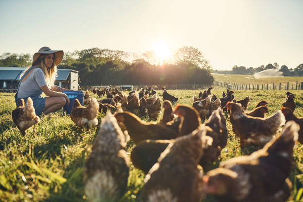 5 Things To Know Before Starting Your Own Poultry Farm - Hi Boox