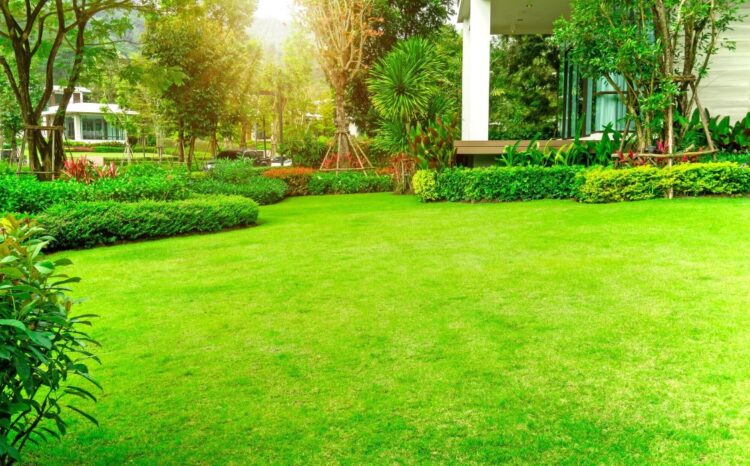 Common Lawn Problems and How to Fix Them - Hi Boox