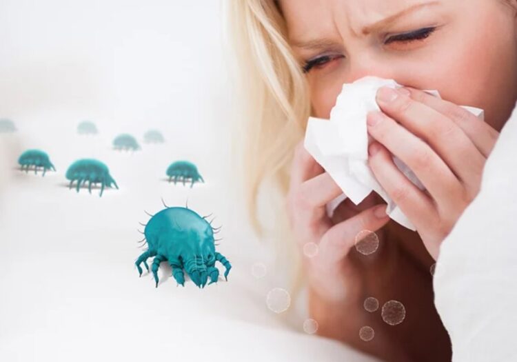 From Dust Mites to Allergies ─ Maintaining a Clean and Healthy Bed - Hi ...