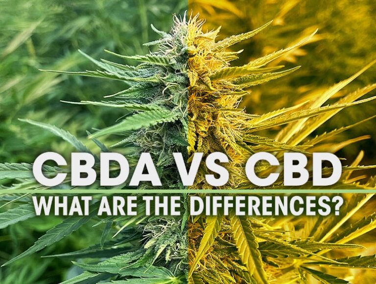 CBDA vs CBD ─ What's the Difference? - Hi Boox