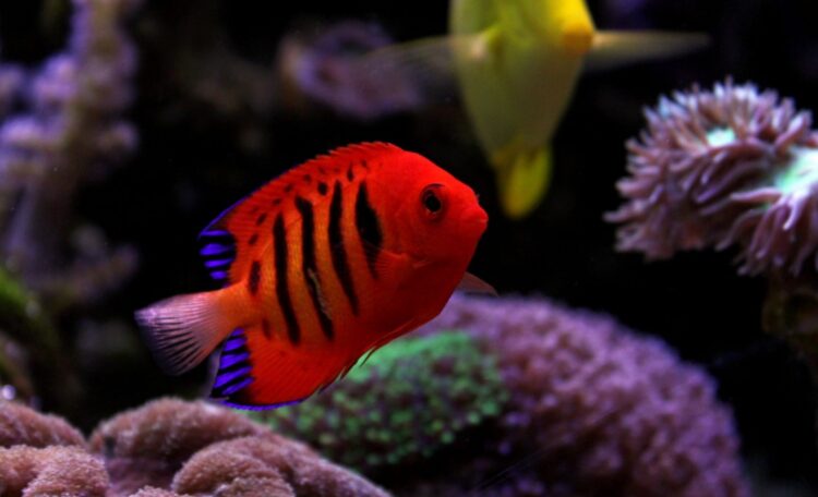 4 Colorful Saltwater Fish to Add to Your Aquarium - Hi Boox