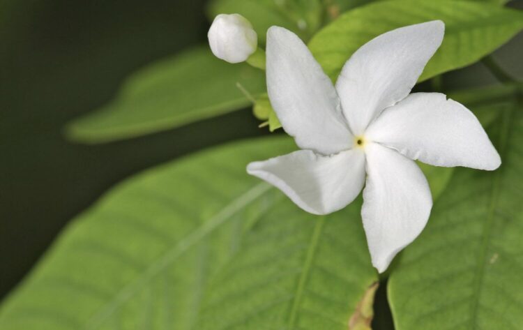 What Is Sananga? A Comprehensive Dive into the Sacred Plant Medicine ...