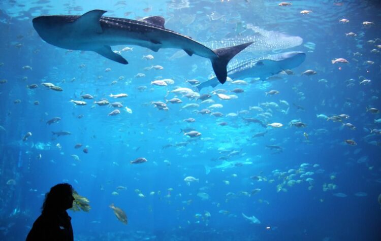 From Hobbyist to Professional ─ Tips for Landing Aquarist Jobs - Hi Boox