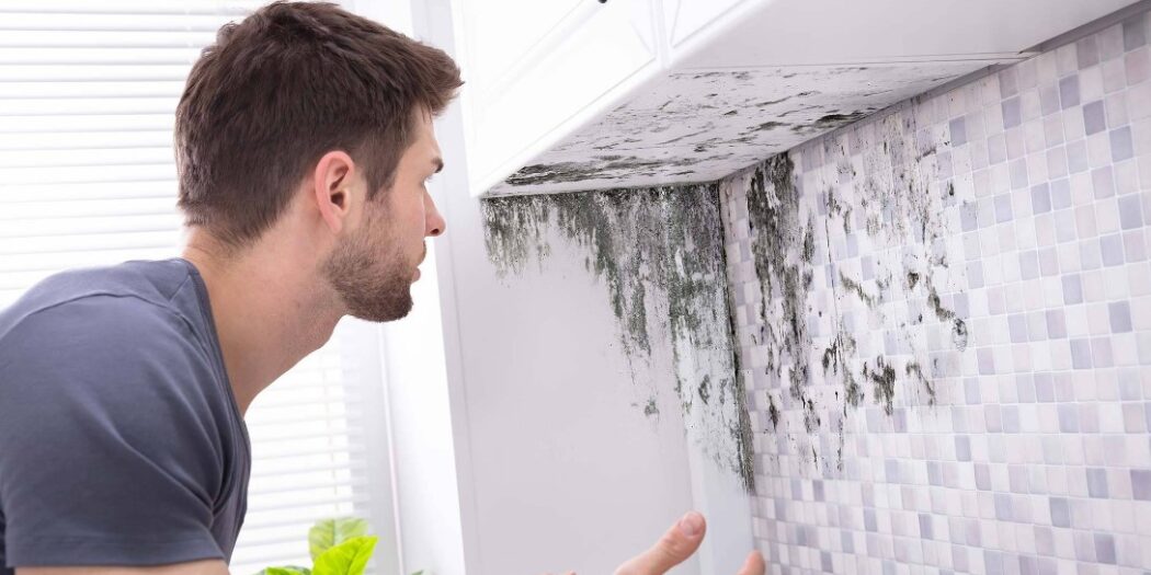 Mold Removal – 5 Tips Effectively Cleaning Mold - Hi Boox